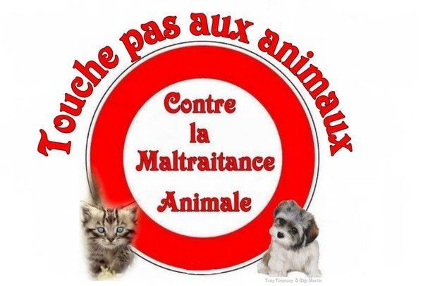 contre la maltraitance animale - Page 2 contre la maltraitance animale - Page 2