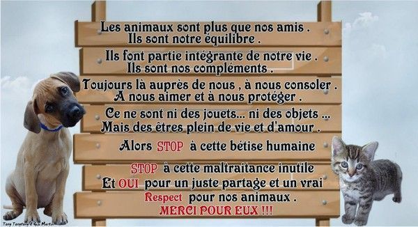 Contre la maltraitance animale Contre la maltraitance animale